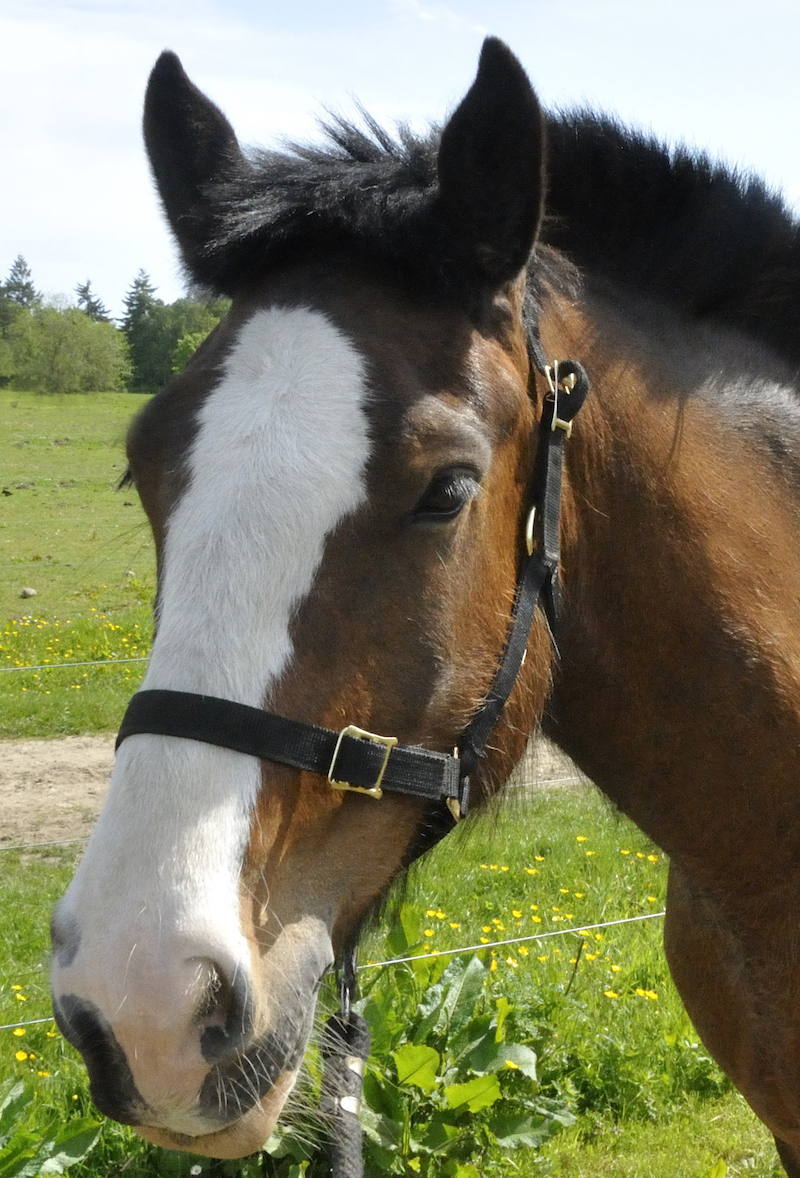 Our Horses - Aberdeen Riding Club