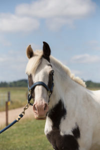 Our Horses - Aberdeen Riding Club