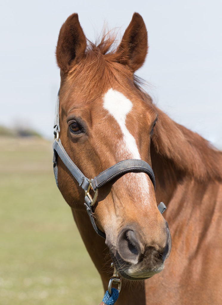 Our Horses - Aberdeen Riding Club