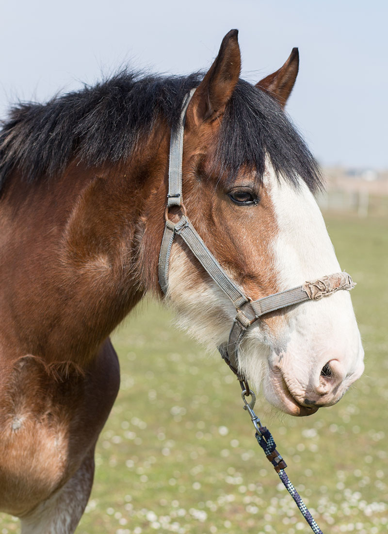 Our Horses - Aberdeen Riding Club
