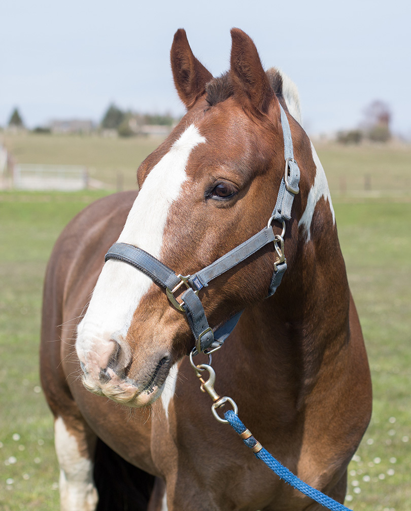 Our Horses - Aberdeen Riding Club